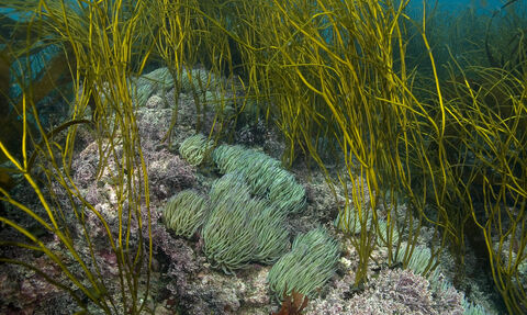 Home | Wembury Marine Centre